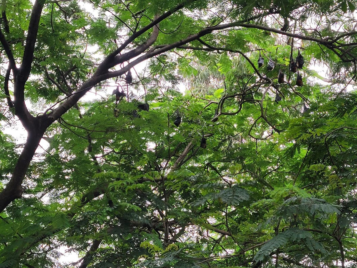 Bugle Rock Park – Heritage in Basavanagudi, Bangalore | Timings, Entry ...