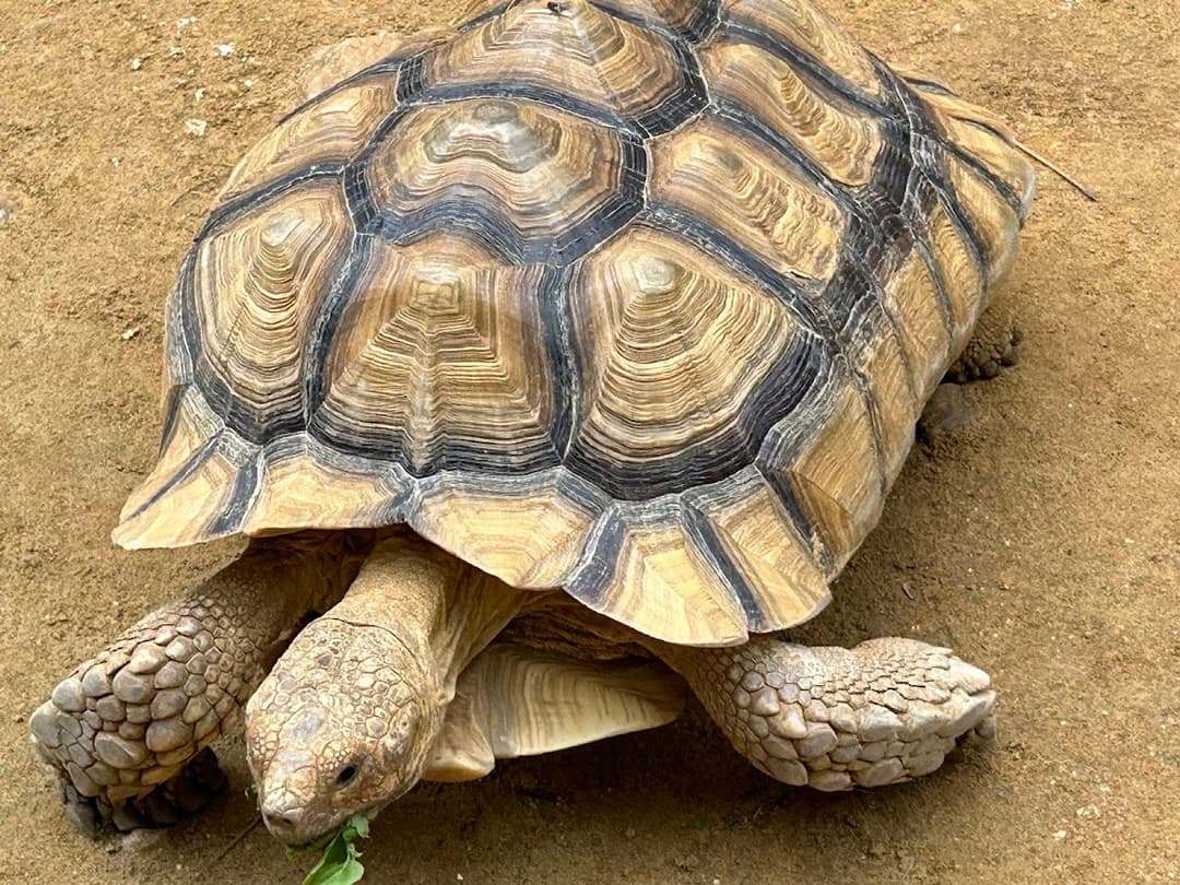 Prani Pet Sanctuary – Wildlife in Somanhalli, Bangalore | Timings ...